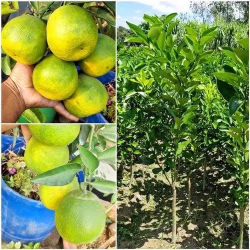 Star Plant Live Orange Nagpur(Grafted) - Fruit Plants & Tree Malta ...