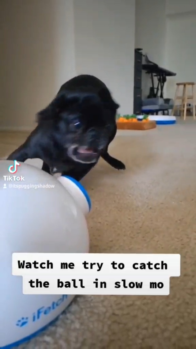 It's Pugging Shadow!'s Amazon Page