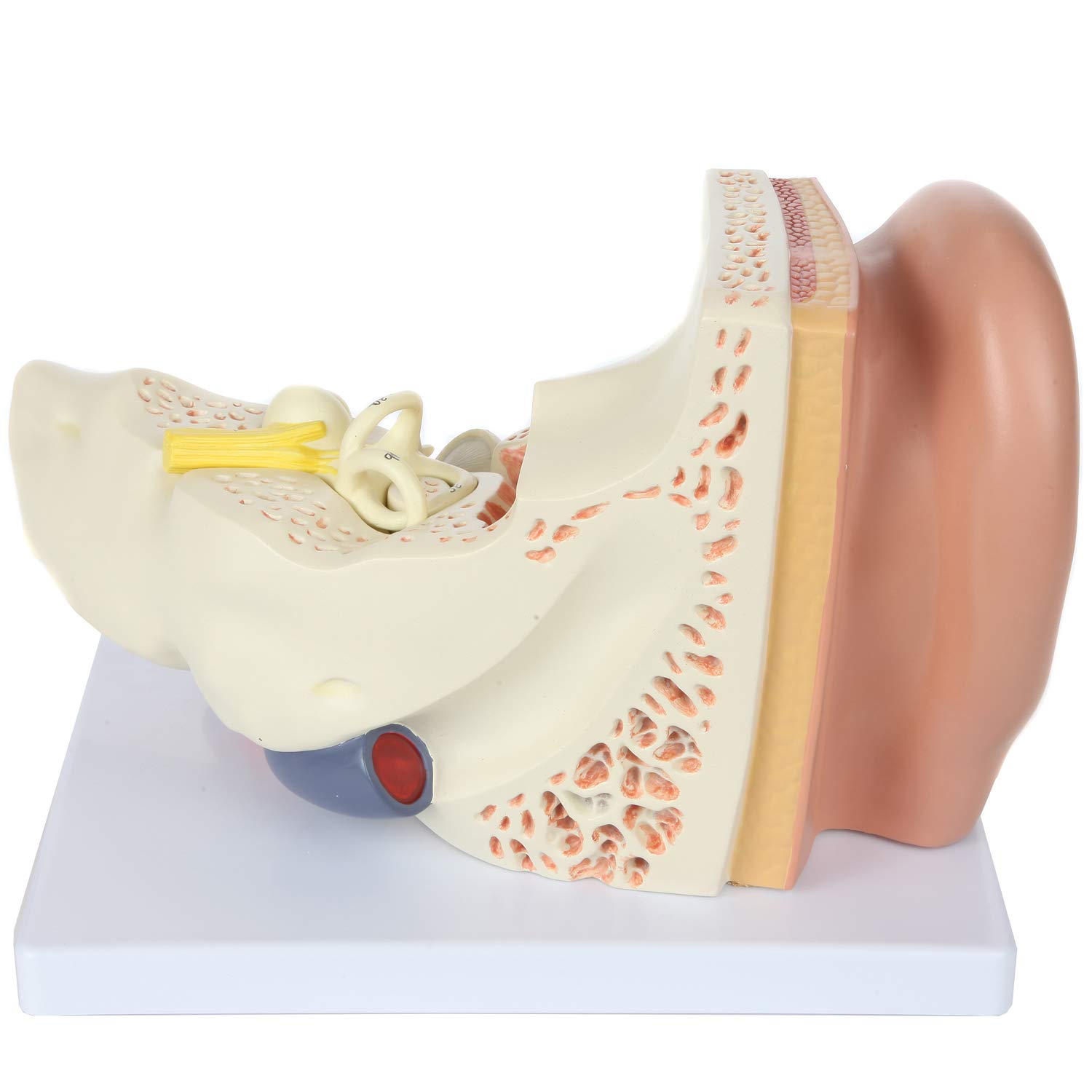 Buy Axis Scientific Human Ear Model, 5 Times Enlarged 4 Dimensional ...