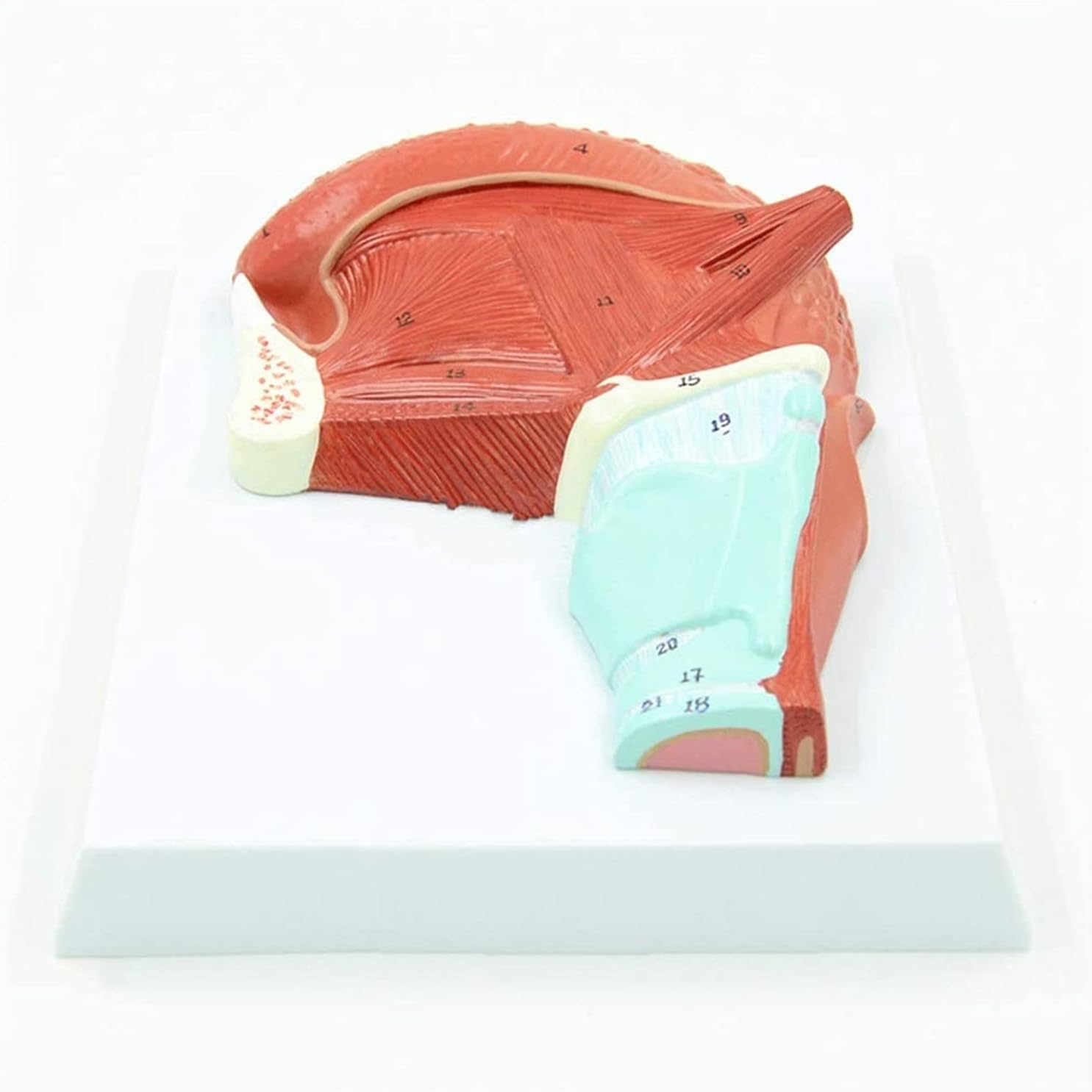 Amazon.com: Oral Muscle Tongue Human Anatomy Model Human Oral Gland ...