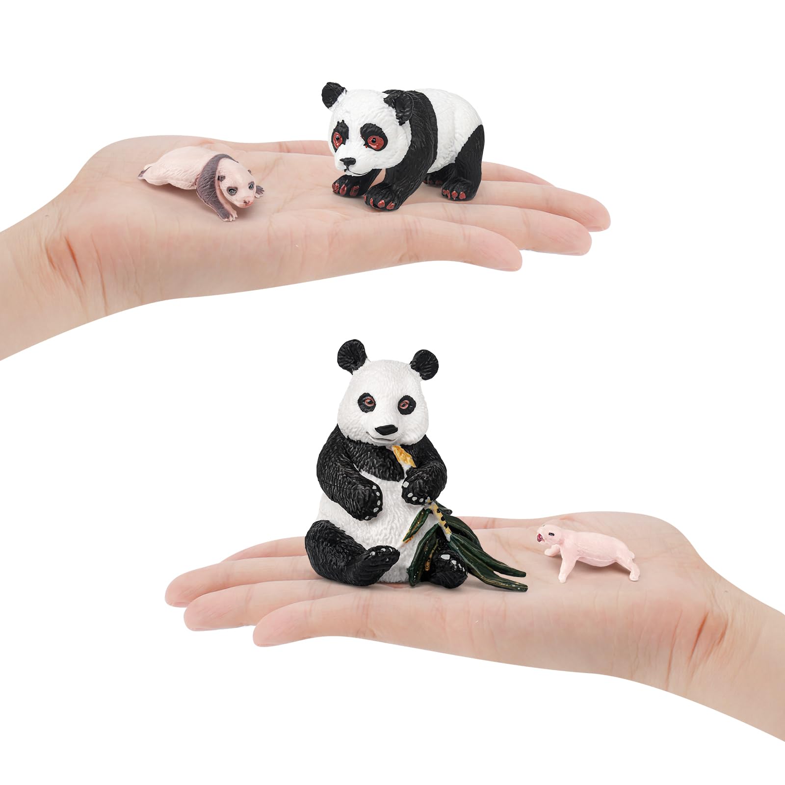 Panda Life Cycle Project Montessori Panda Life Cycle And Parts Of A