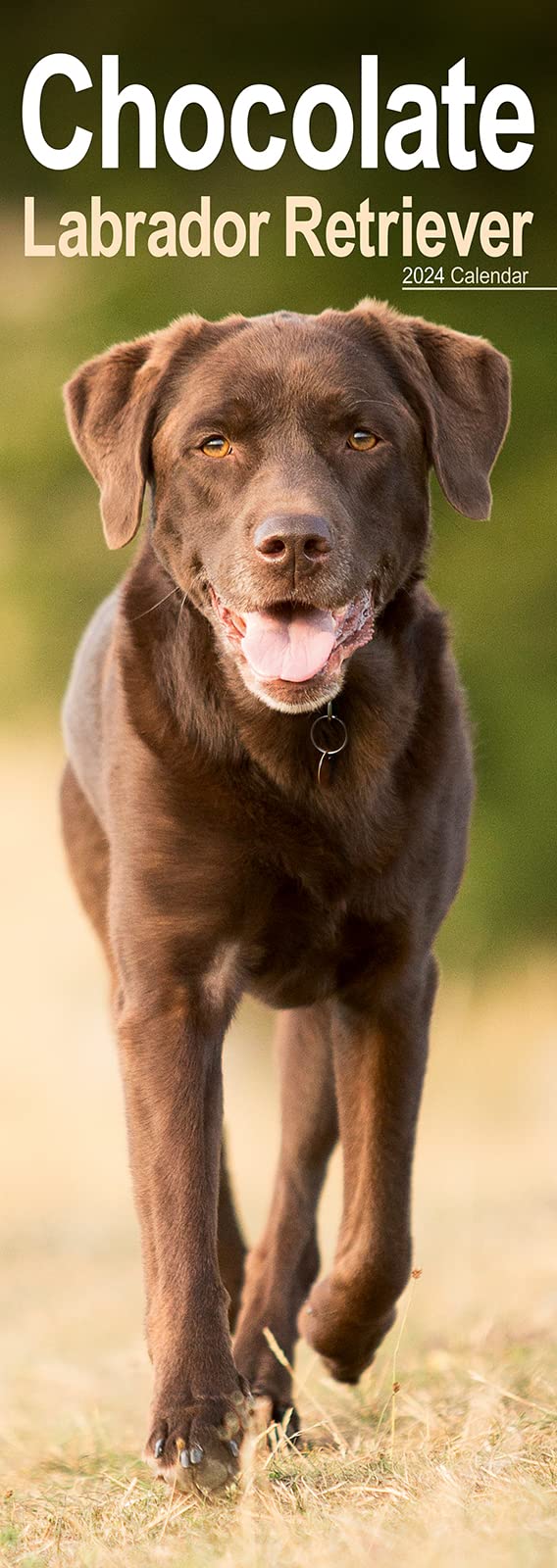 Chocolate Labrador Slim Calendar 2024 | Dog Breed Slimline Calendar ...