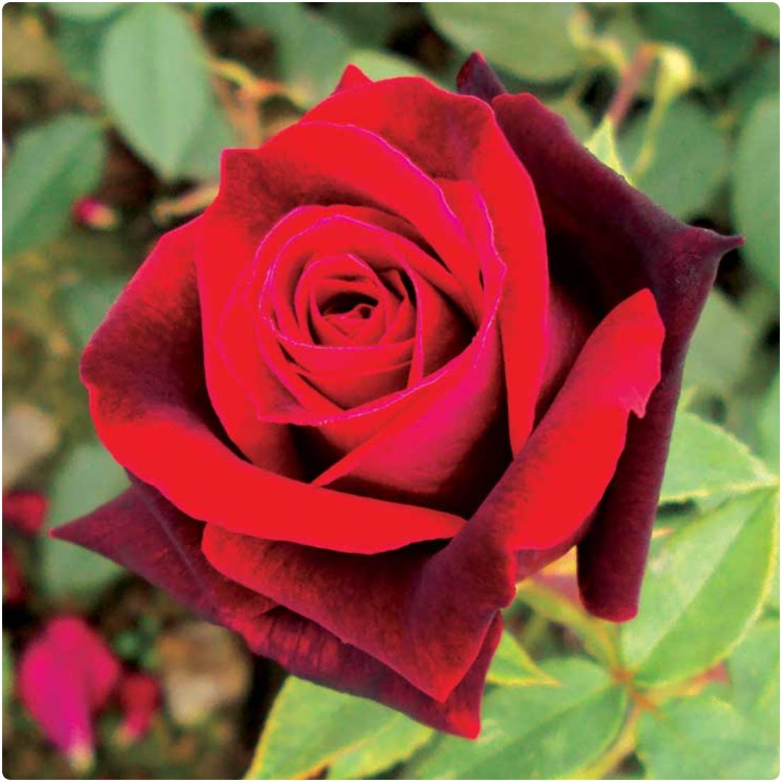 Secret Hybrid Tea Rose Hybrid Tea Roses | Shop By Type | Garden Roses