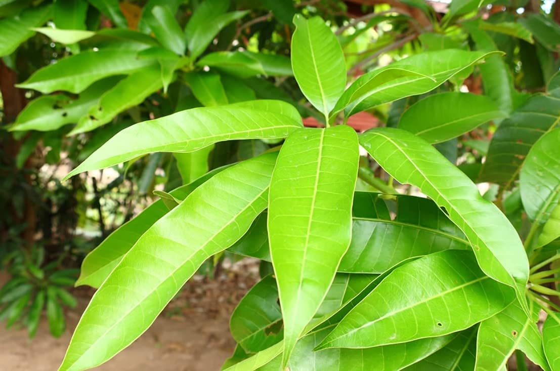 Buy Greenwise Fresh Mango Leaves, Aam ki Patti (Pack of 21) | Natural ...