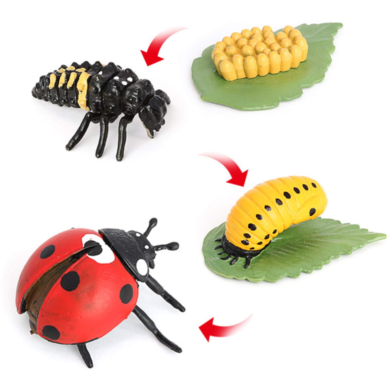 Snapklik.com : Ladybug Growth Cycle, Animal Growth Cycle Biological ...