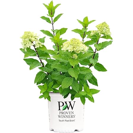 Amazon.com : Live plant from Green Promise Farms Hydrangea pan. Quick ...