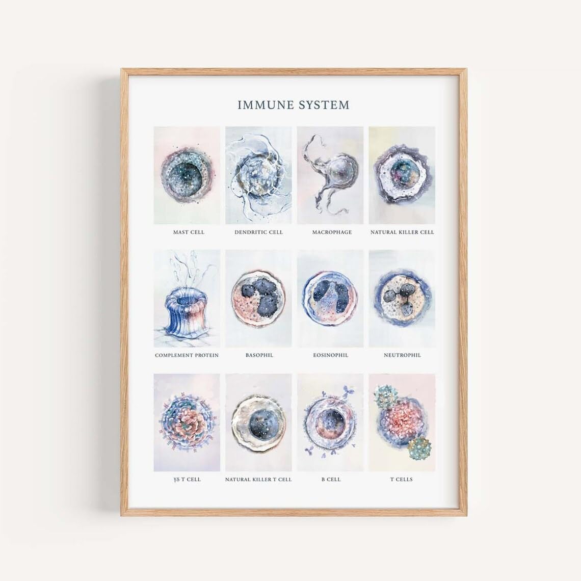 Amazon.com: Immune System Poster, Immunology Poster White Blood Cell ...