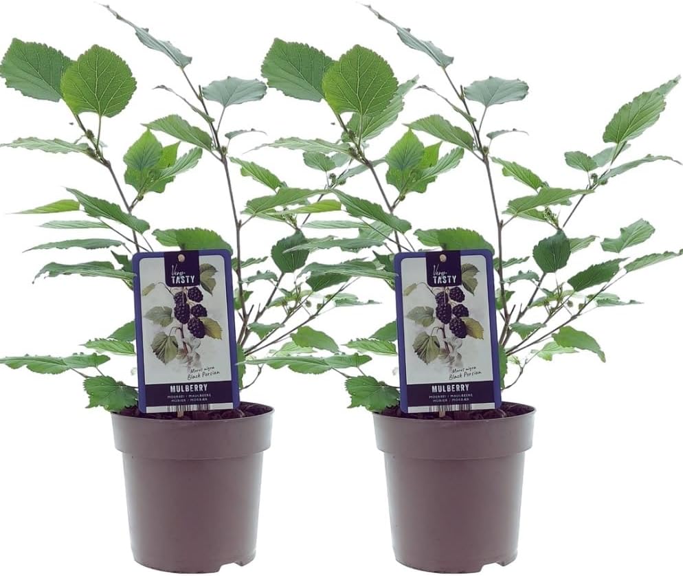 Mulberry Bush Morus nigra - Black Mulberry Tree - Variety Black ...