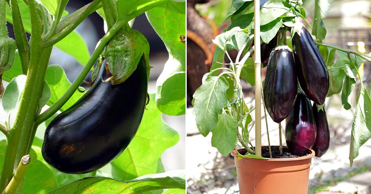 PlantaZee Baingan/brinjal Vegetable Plant with Pot : Amazon.in: Garden ...