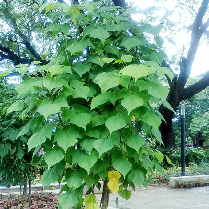 Very Rare & Medicinal Indian Coral Tree/Kalyana Murungai Live Plant - 1 ...