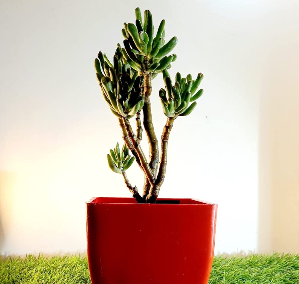 Pearl Pot (ATPPPRD00505) : Amazon.in: Garden & Outdoors