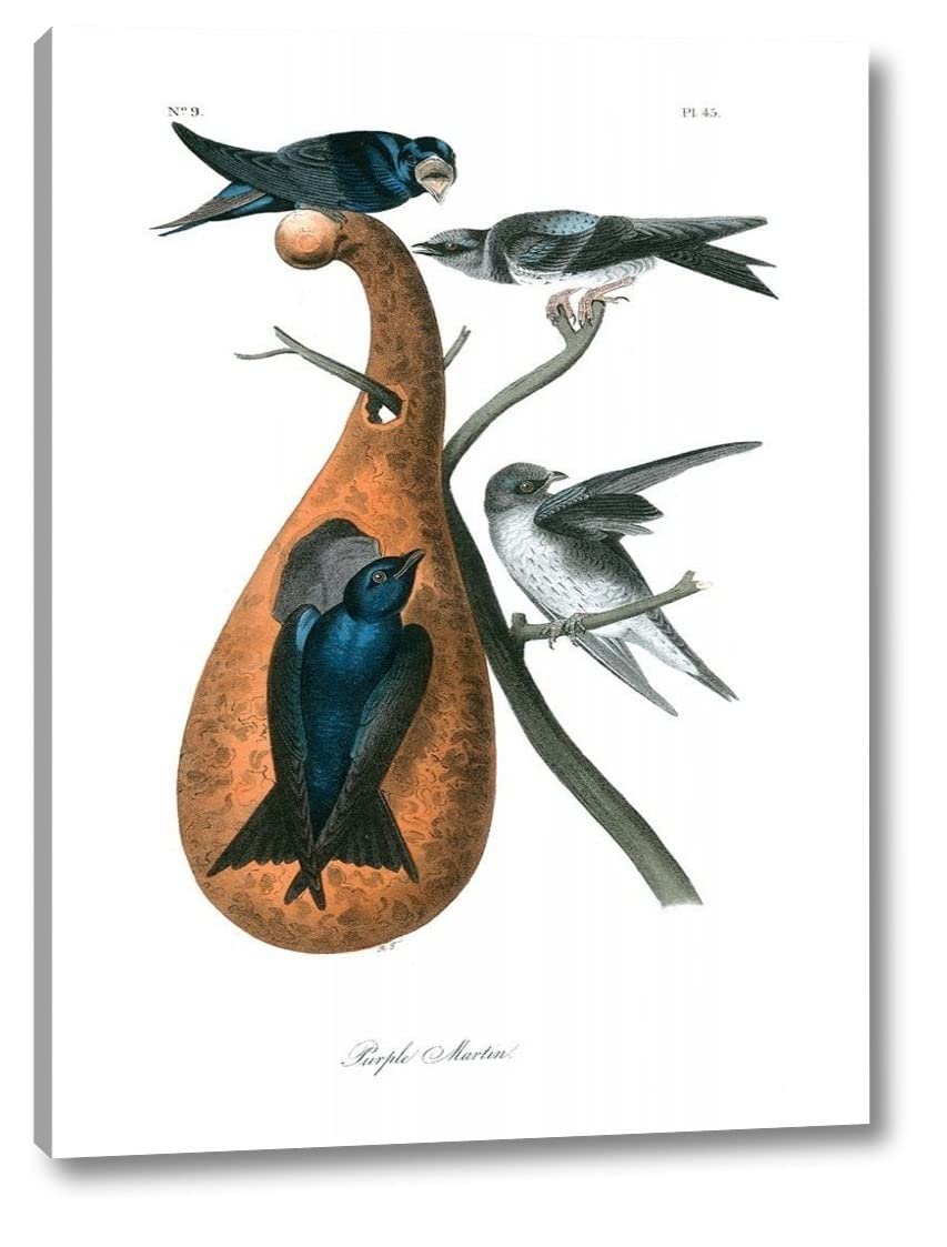 Purple Martin Drawings