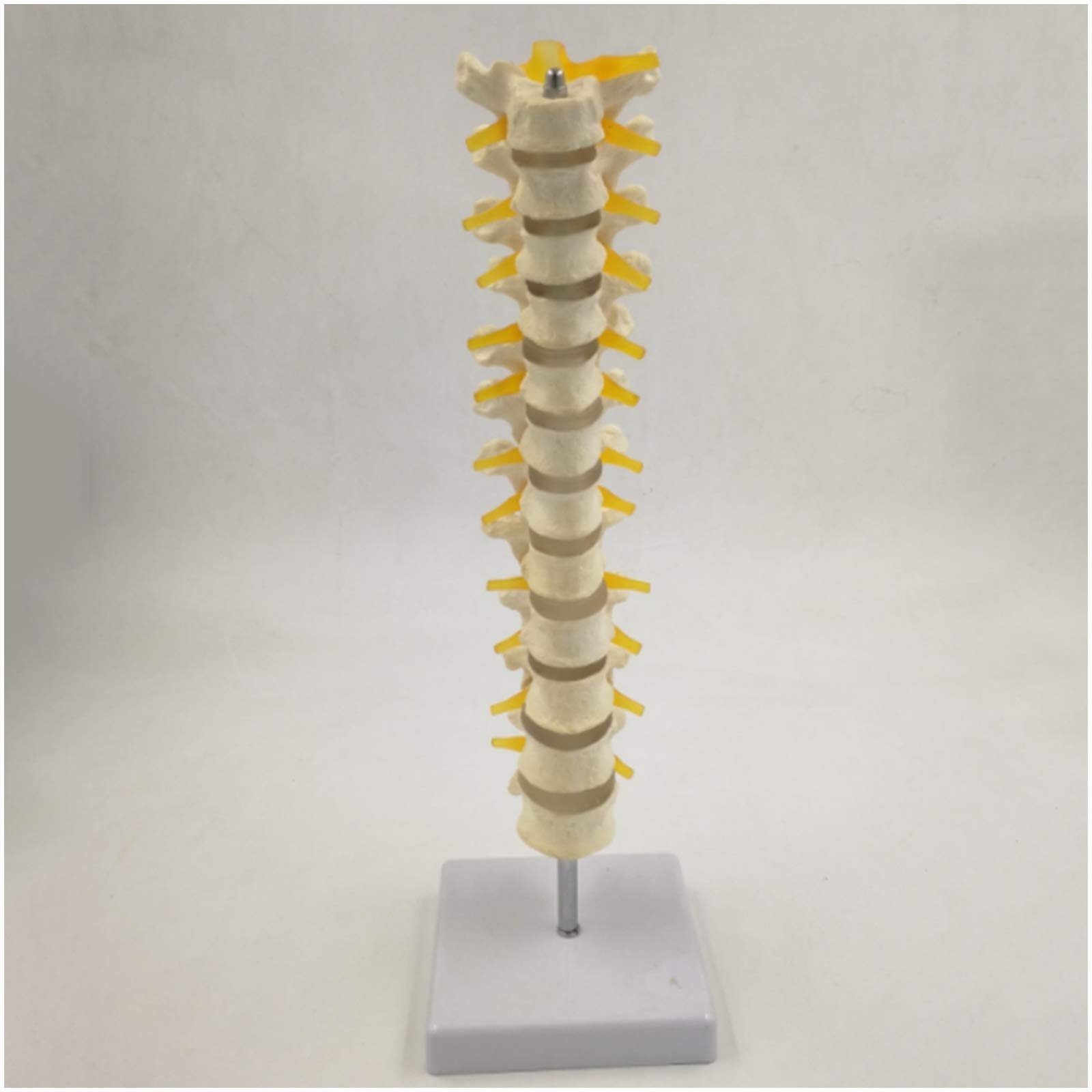 Buy Thoracic Model Vertebra - Medical Thoracic Teaching Spine Model ...