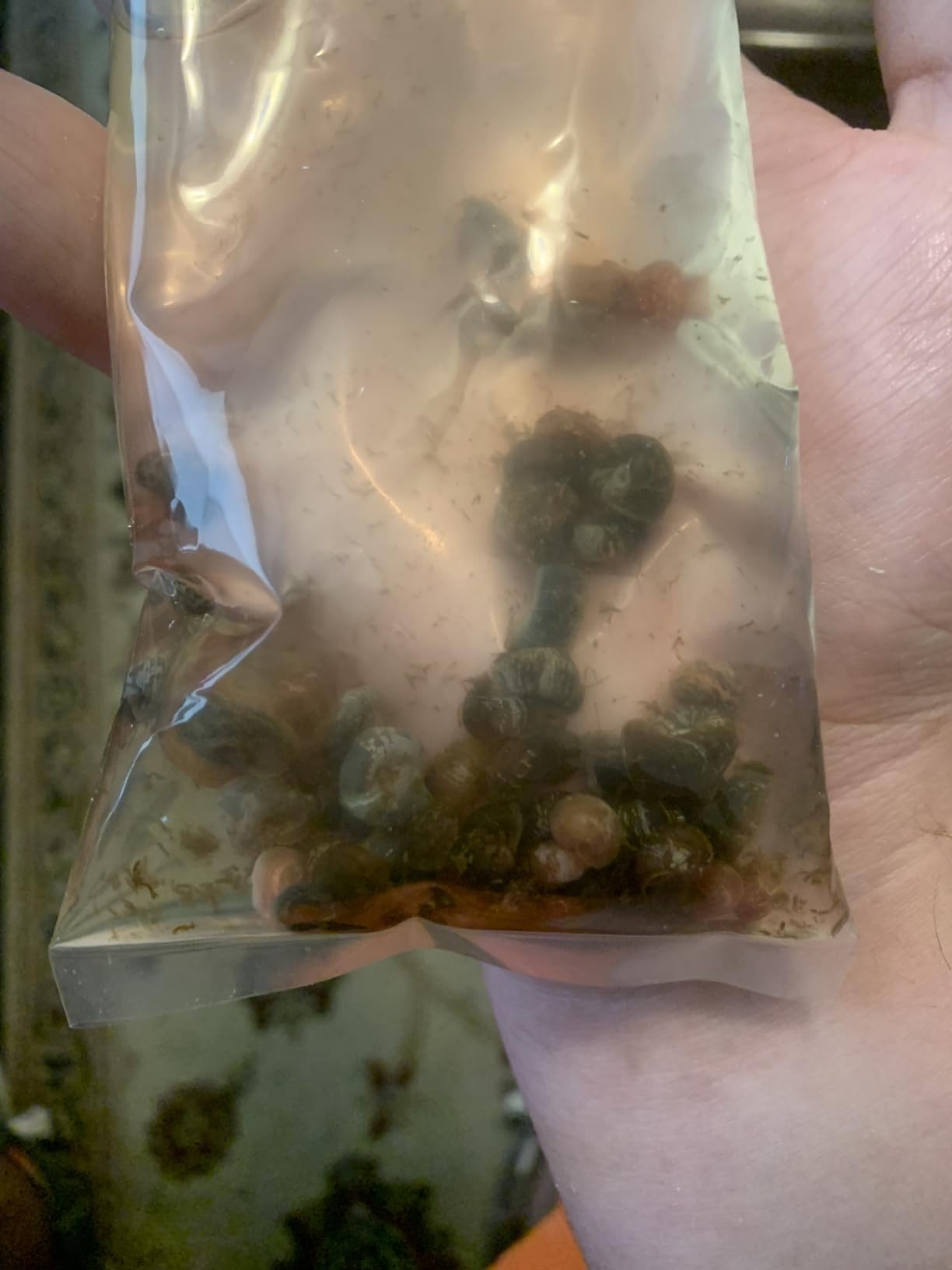 Amazon.com: 50 Pea Puffer/Ex Sm to Sm Assorted Ramshorn Snails-Great ...