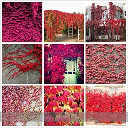 Amazon.com : ADB Inc Heirloom USA Red Boston Ivy Climbing Plant Seeds ...