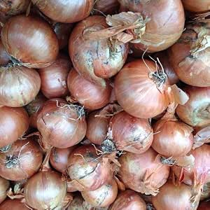 Red Sun Shallot Sets - 250g : Amazon.co.uk: Garden