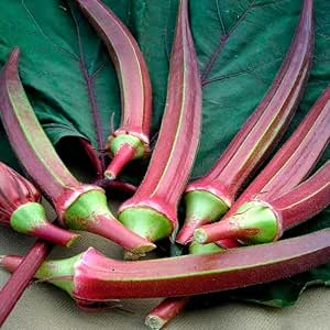 Amazon.com : KIRA SEEDS - Seeds Alabama Okra Red - Ladies Fingers Bamia ...