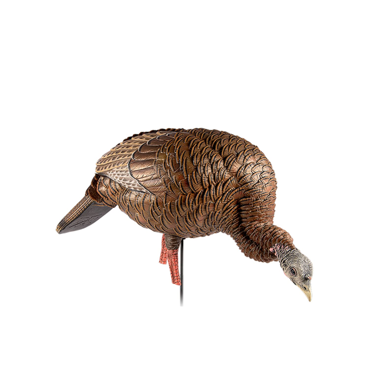 Snapklik.com : HDR Feeding Hen Turkey Decoy