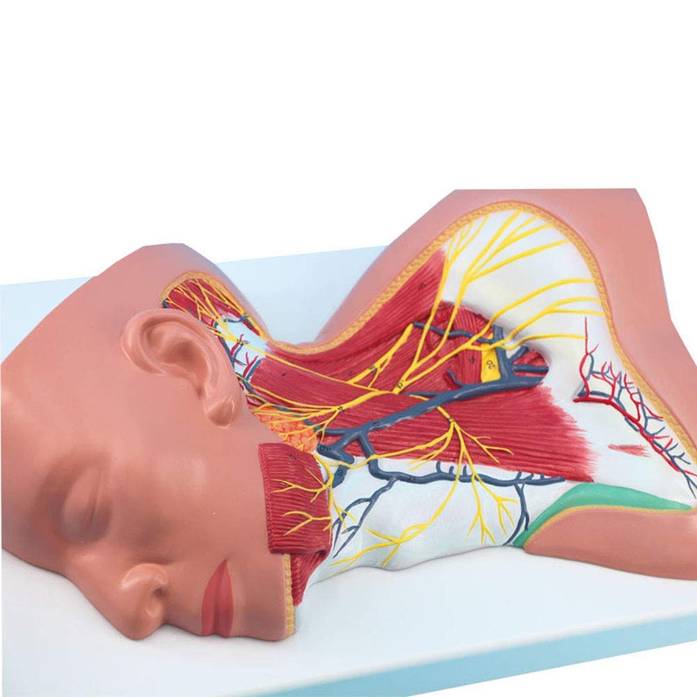 Buy WQF Human Neck Local Anatomy Model, Shows in Detail The Anatomy of ...