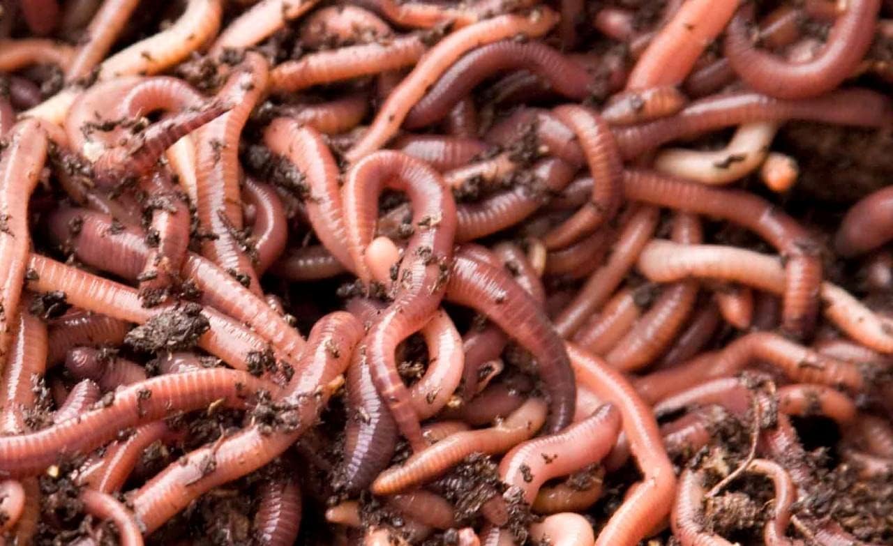 100g DENDROBAENA COMPOSTING WORMS - For Composting, Fishing Bait, Pet ...