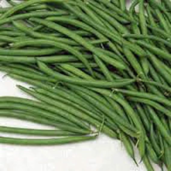 Amazon.com : Burpee Stringless Green Bush Bean - 25 Count Seed Pack ...