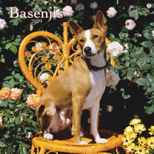 Basenjis 2009 Square Wall Calendar: BrownTrout Publishers Inc ...
