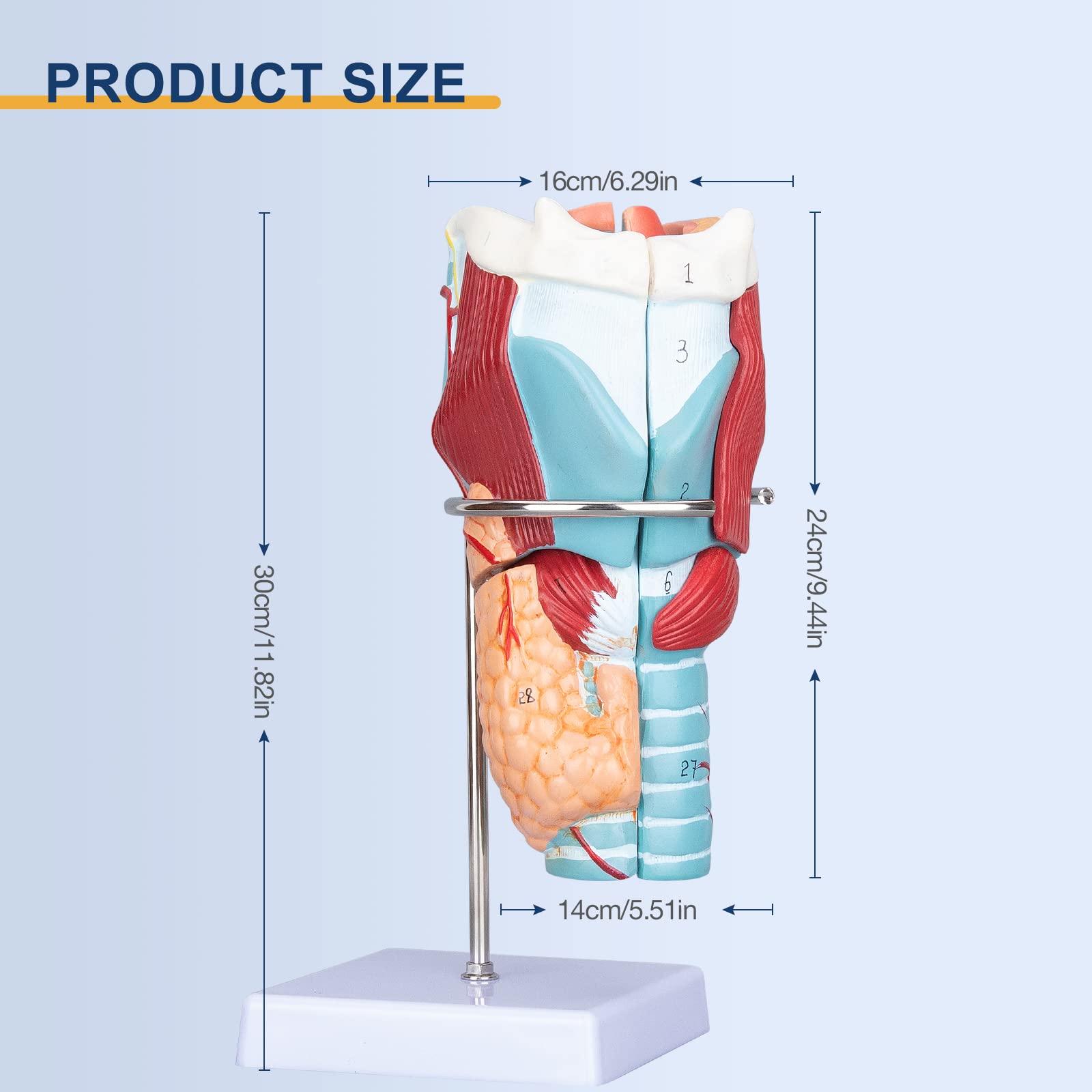 Laringe Humana Laringe Anatomía Hi Res Stock Photography And Images