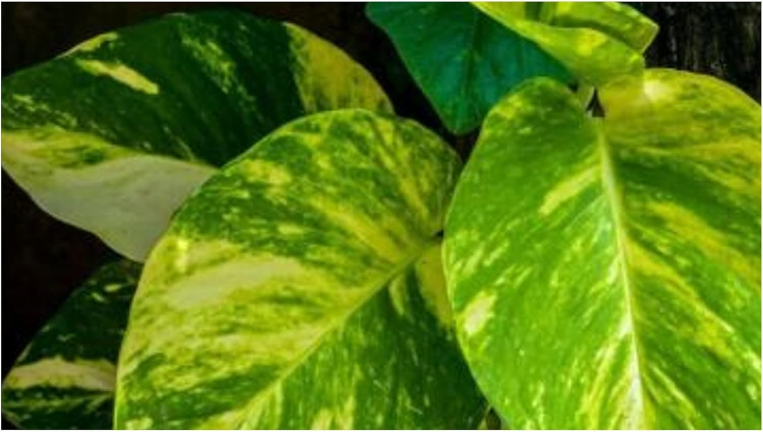 Amazon.com : Golden Devil's Ivy - Pothos Ivy - Epipremnum aureum - 4 ...