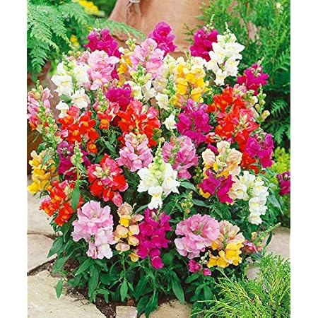 Amazon.com : Dwarf Snapdragon Seed Mix 1000+ Seeds for Planting Indoors ...