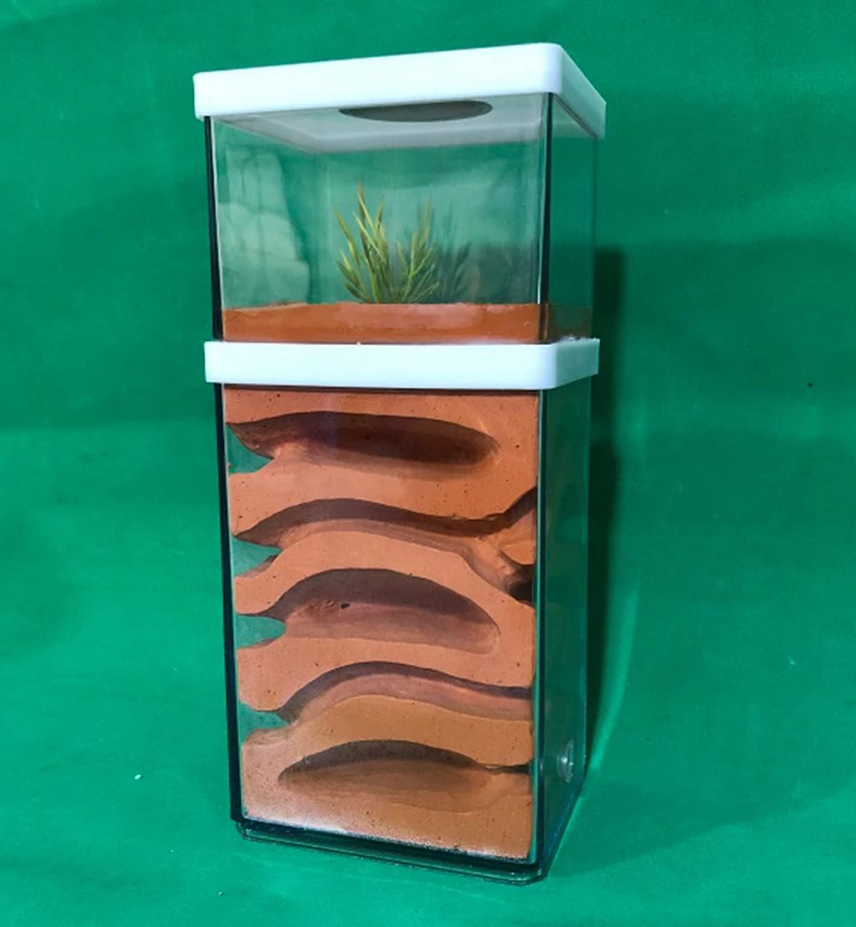 Ant Farm Ecological Ant Nest Farm Plaster Ant Castle Ant Formicarium ...