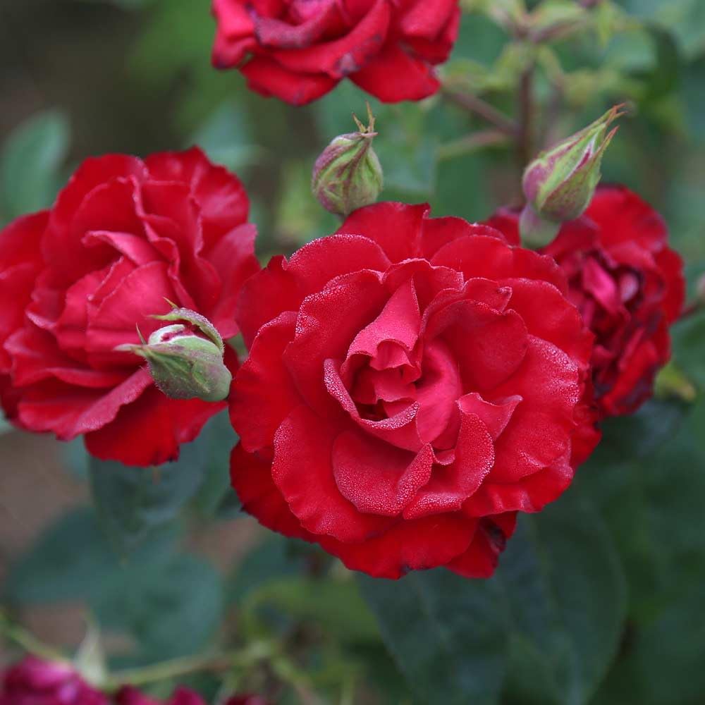 Amazon.com : Heirloom Roses Red Climbing Rose - Lady in Red™ Live Rose ...