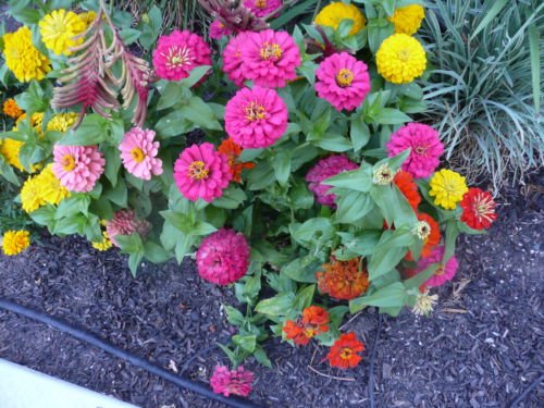 Zinnia, Button Box Dwarf Zinnias, 200 Seeds! Groco: Amazon.com: Books