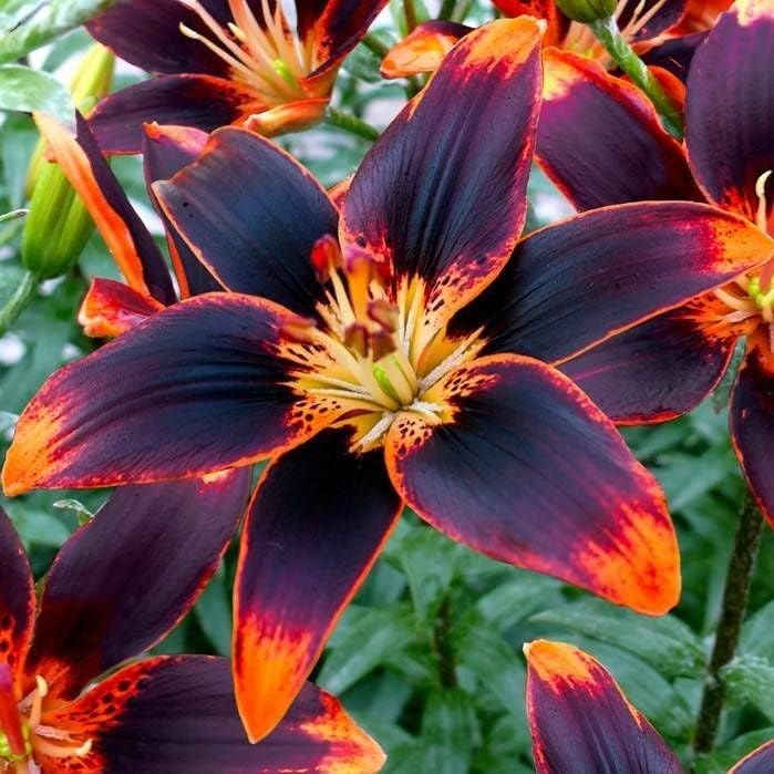 Amazon.com : Votaniki Forever Susan Lily Bulbs for Planting - Perennial ...