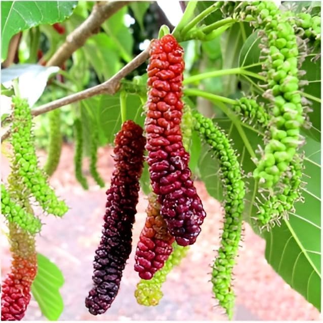 GOLAPKOLONY All Time Long Finger Taiwan Mulberry/Shahtoot Fruit ...