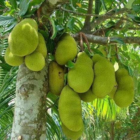 Jack Fruit, Kathal, Artocarpus Heterophyllus (Grown through seeds ...