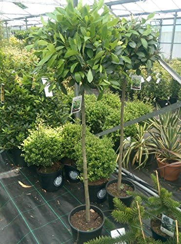 Standard Bay Tree | Double Twisted | 75-85cm | Laurus Nobilis : Amazon ...