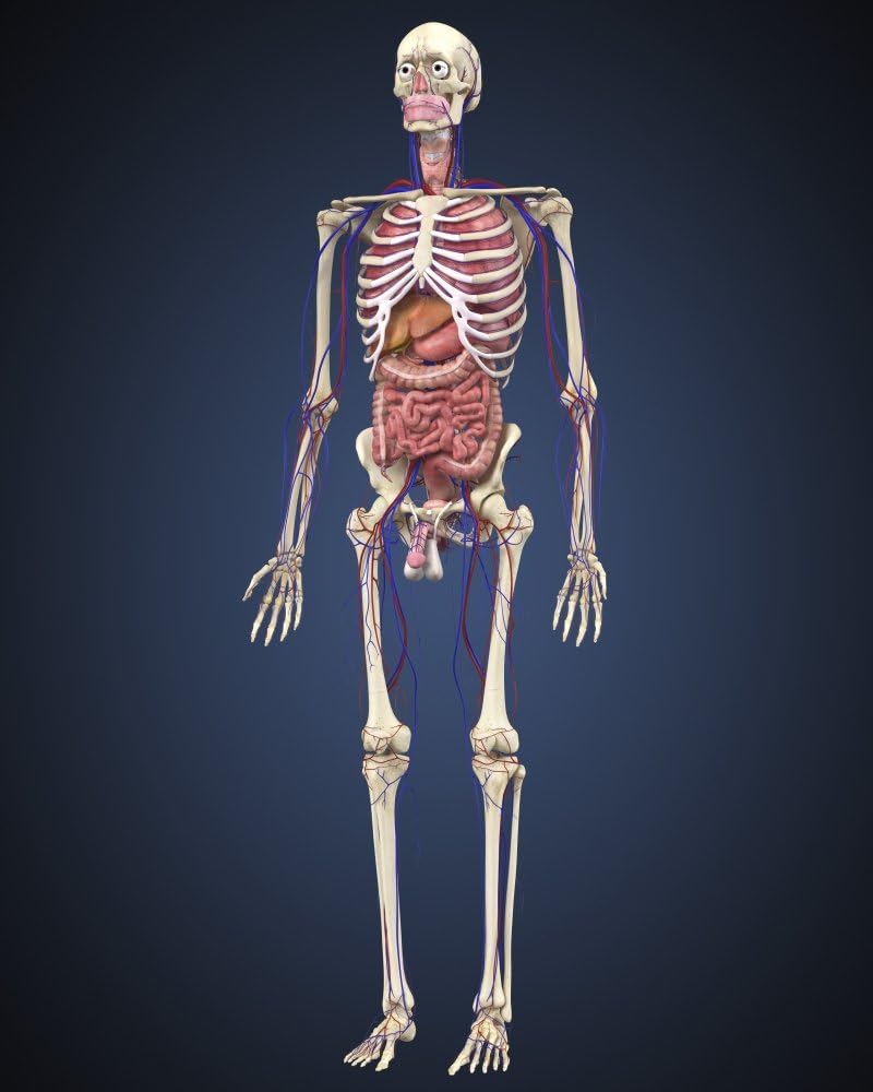 Amazon de Human Skeleton With Organs And Circulatory System Poster amazon-de-human-skeleton-with-organs-and-circulatory-system-poster