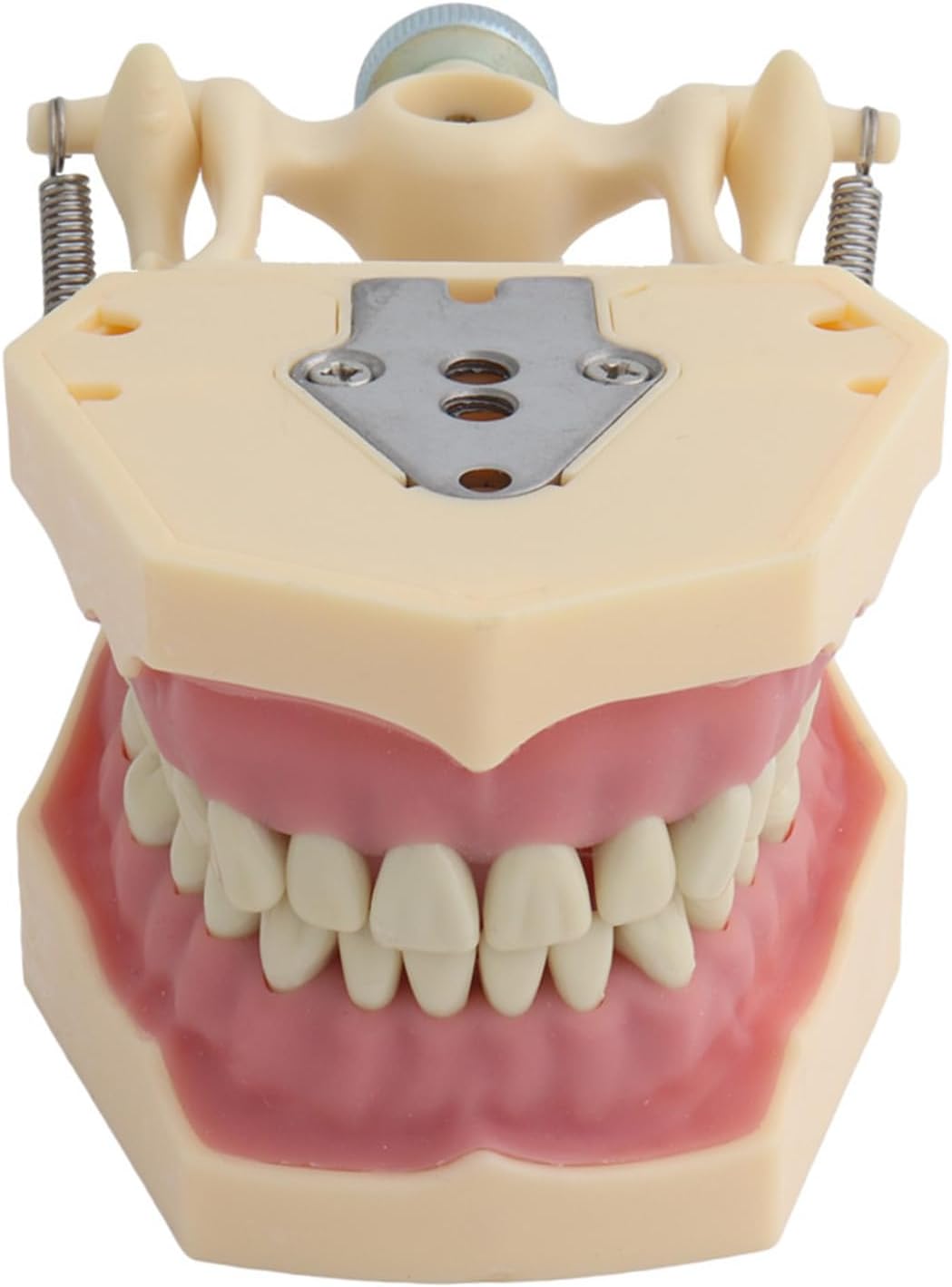 Lxwyq 32 Tooth Model, Adult Gums Standard Typodont Demonstration Dental ...