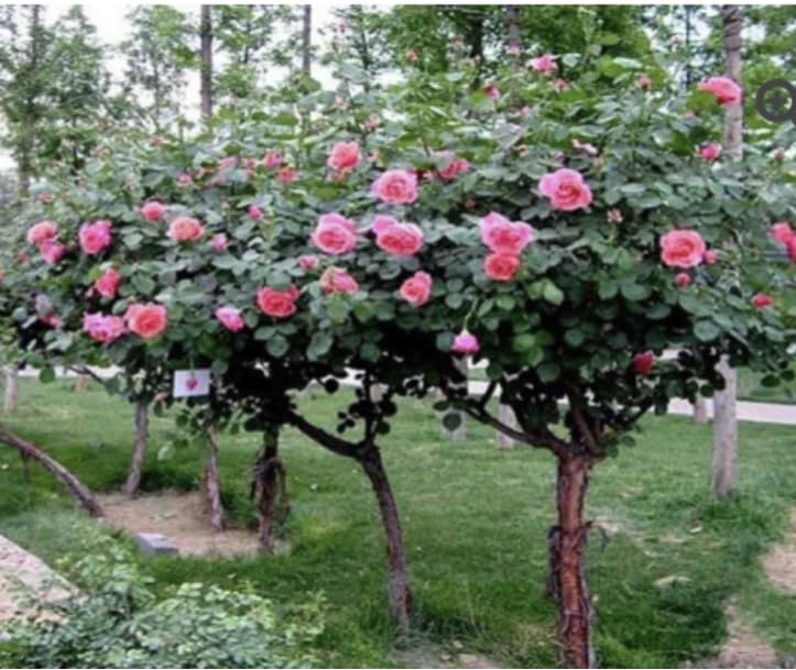 Pink Half Standard Rose Plant in A 4.5 Litre Pot- Pink Hybrid Tea Rose ...