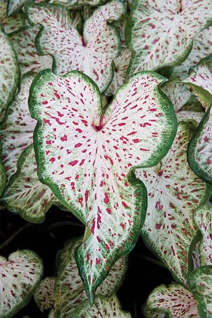 Oakwood Farms imported Caladium Flowers Bulbs Caladium Peppermint Leafy ...