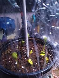 Amazon.com : Golden Shower Tree Seeds for Planting (10 Seeds) - Stunning Weeping Yellow Blooms ...