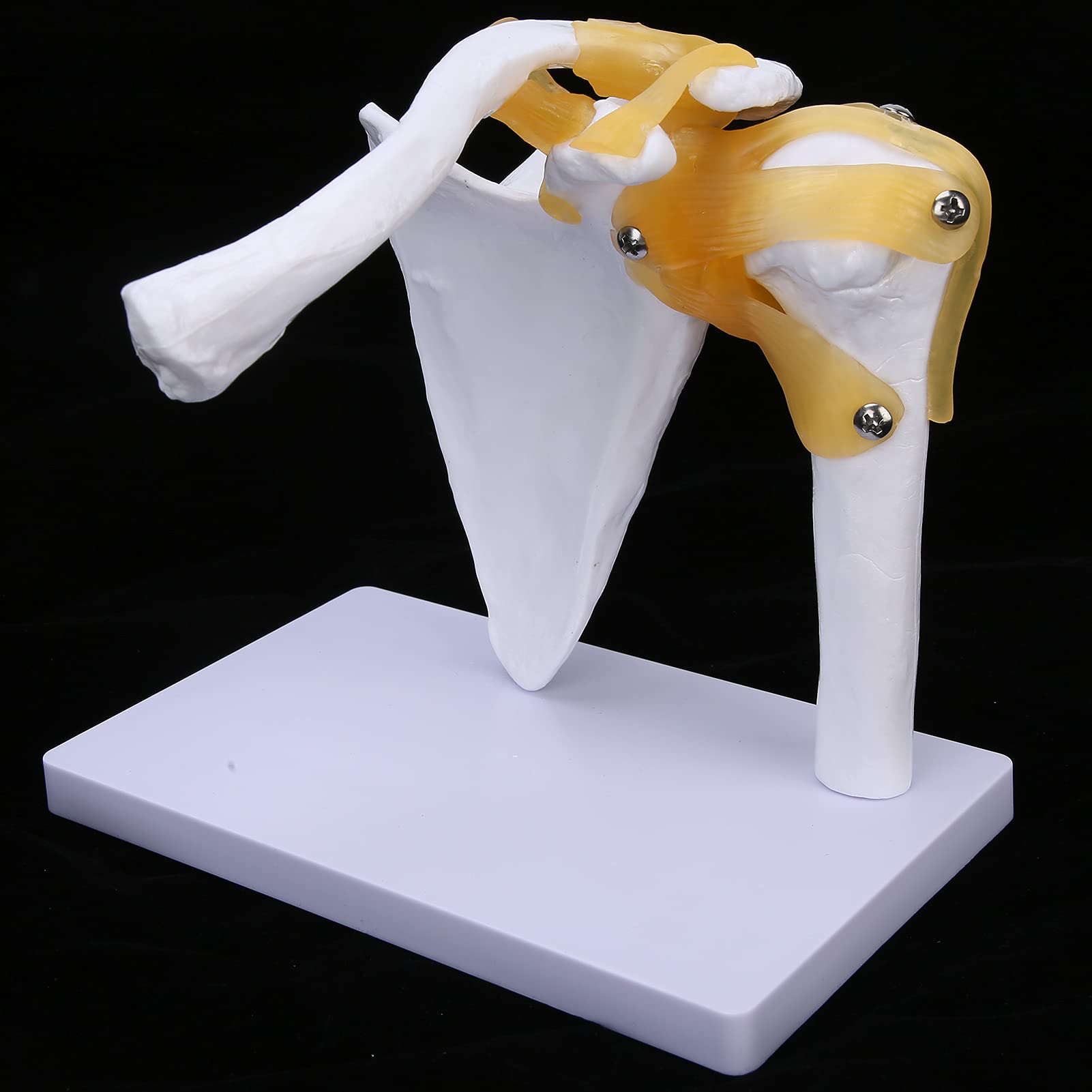 Buy TOMYEUS 1:1 Life-Size Human Anatomy Shoulder Joint Model, Shoulder ...