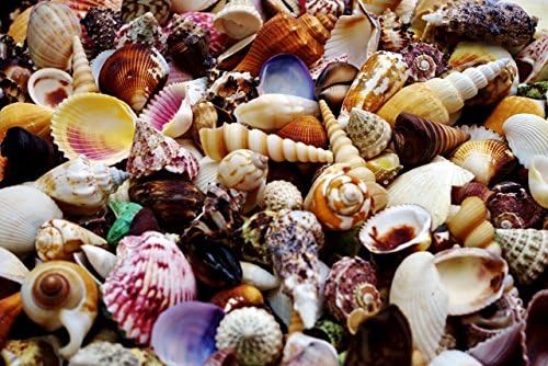 +70 Natural Medium Sea Shells, Assorted Shells 500g : Amazon.co.uk ...