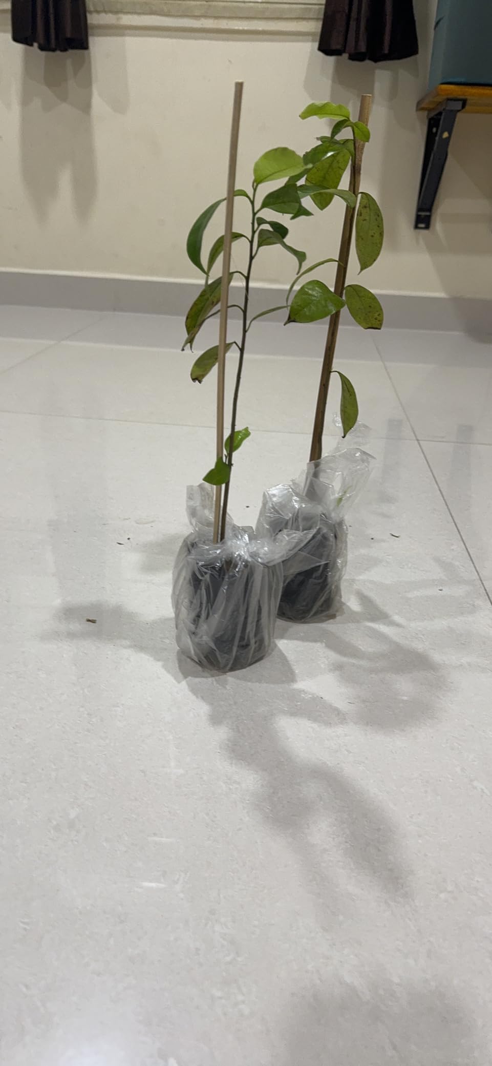 Nandini Garden Fruit Lakshman plant Phal - Fruit Plants & Tree : Amazon ...