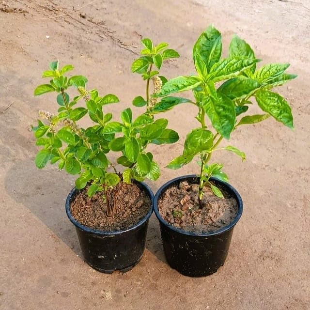 Mphmi Pune Plants Live BY Season Repellent Plant-Set of 2 - Kapoor ...