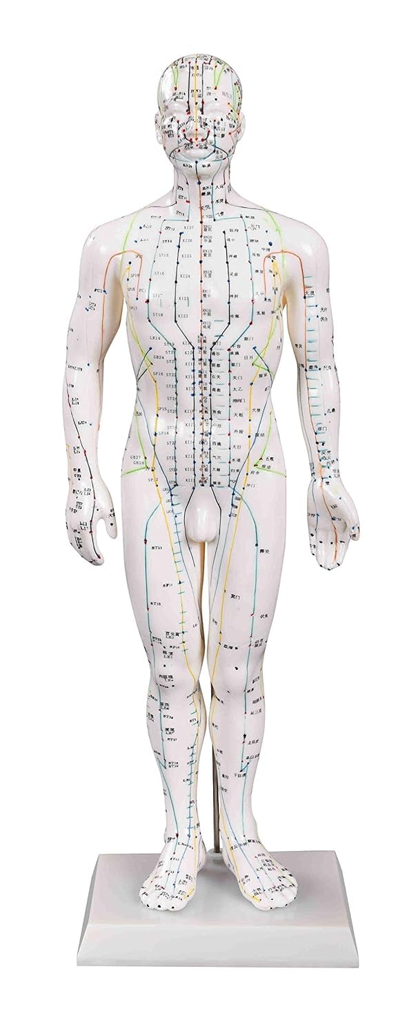 AHCS Meridian Model Human Body Acupuncture Point Statue Male : Amazon ...