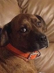 Amazon.com: Impossible Bachelor (Bachelor Tower Series Book 2) eBook : Cardello, Ruth: Kindle Store