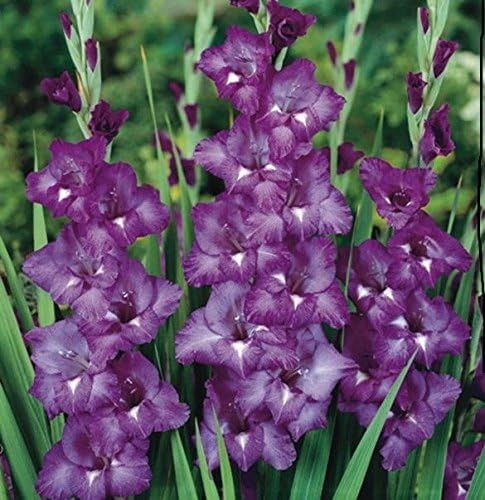 Amazon.com : 10 Gladiolus Bulbs - Blue ISLE - Sword Lily - Unusually ...