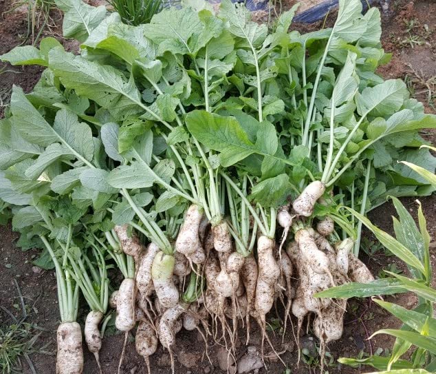 CooPany® Radish Seeds/Mullangi Keerai Seeds : Amazon.in: Garden & Outdoors