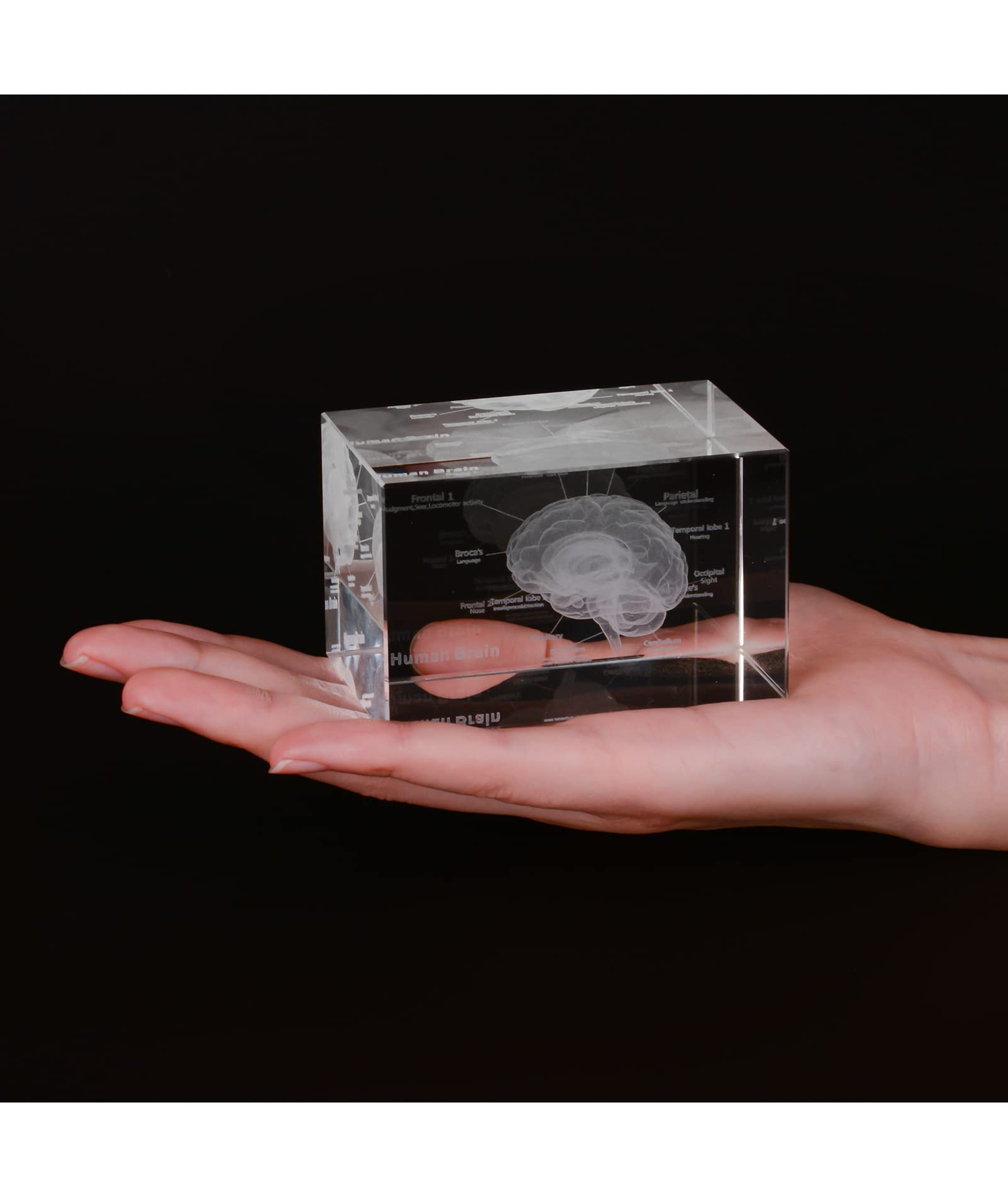 Snapklik.com : 3D Human Brain Crystal Model, Laser Etched Anatomical ...